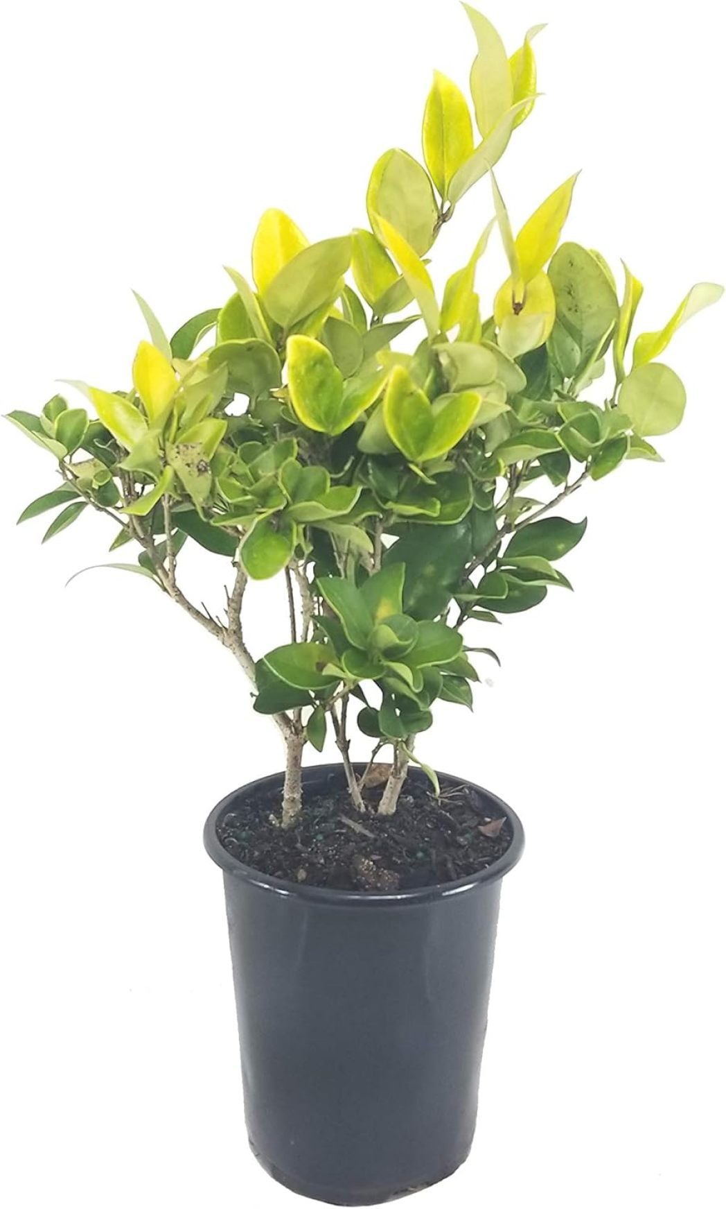 Ligustrum Japonicum Howardi - 1 Live Quart Size Plant - Privet Howardii ...
