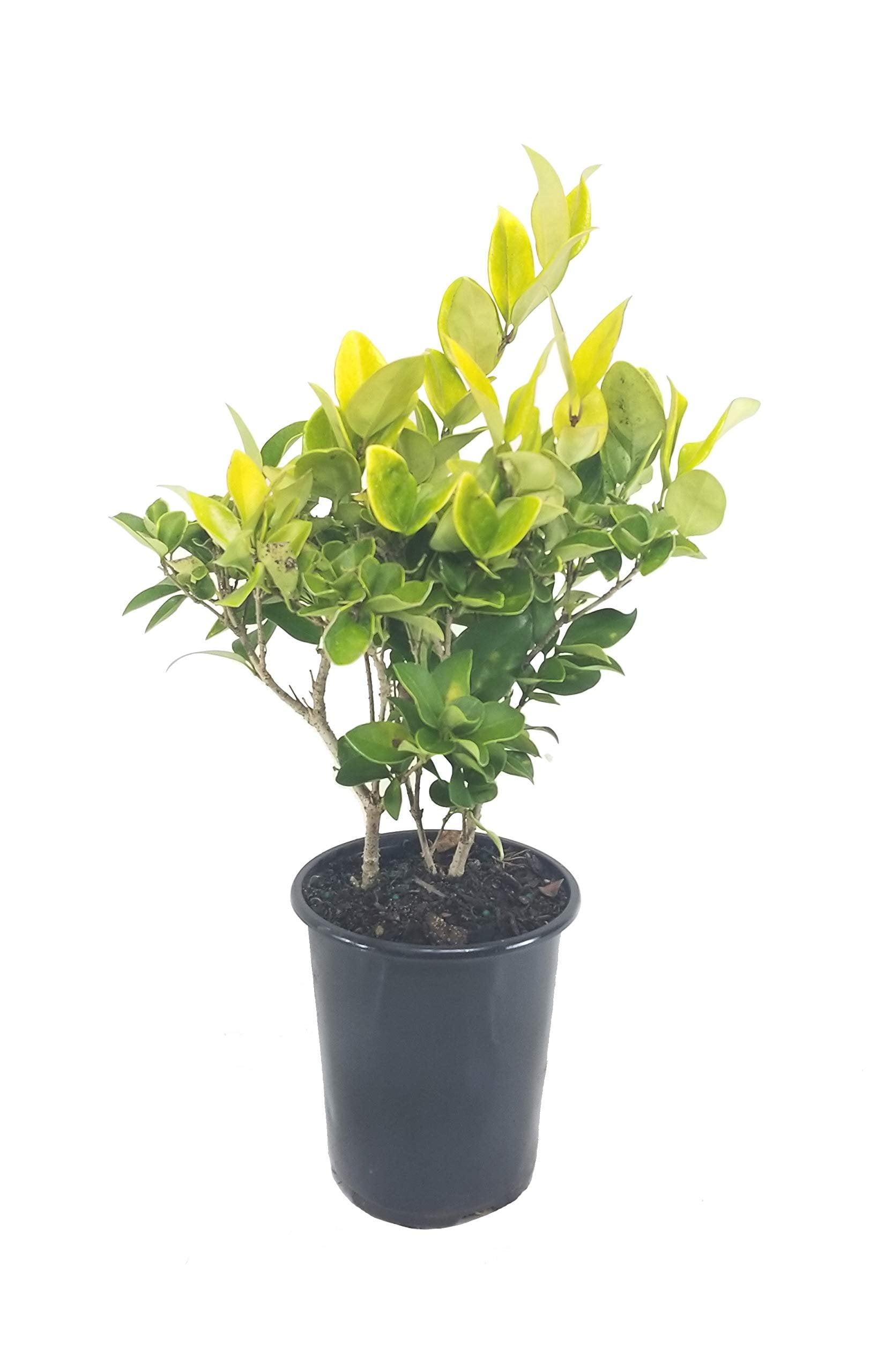 Ligustrum Japonicum Howardi - 1 Live Quart Size Plant - Privet Howardii ...