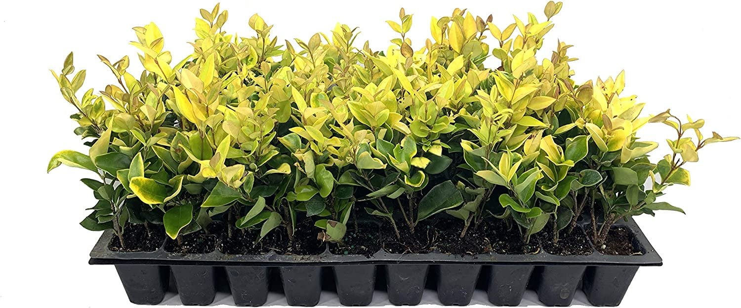 Ligustrum Japonicum 'Howardi' - 10 Live Plants - Evergreen Privacy ...