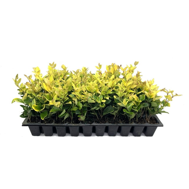 Ligustrum Japonicum 'Howardi' - 10 Live Plants - Evergreen Privacy ...