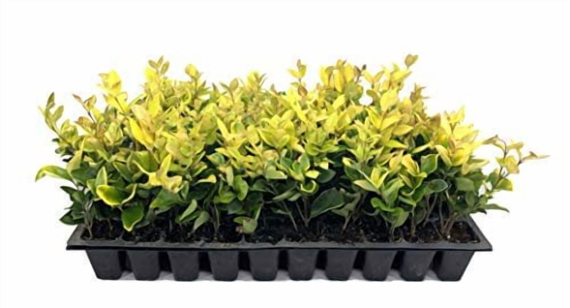 Ligustrum Japonicum Howard - 10 Live Evergreen Privacy Hedge Shrubs ...