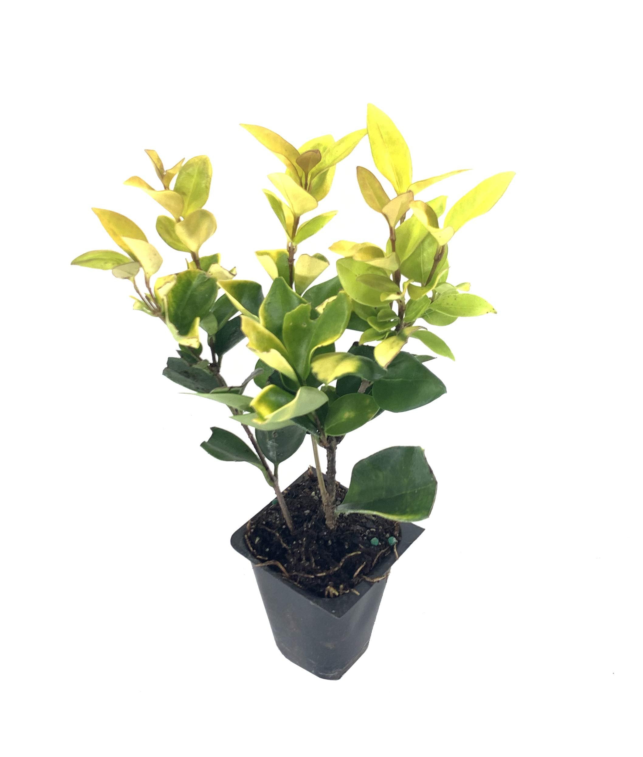 Ligustrum Japonicum Howardi - 10 Live Plants - Privet Howardii ...