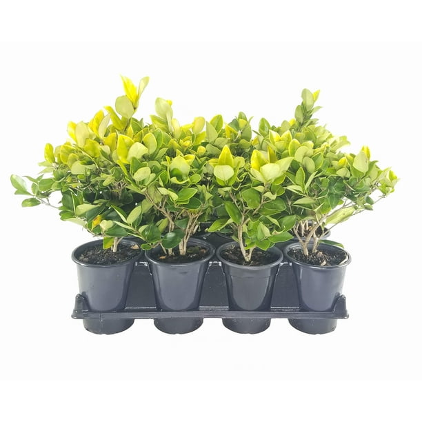 Ligustrum Japonicum Howardi - 12 Live Quart Size Plants - Privet ...
