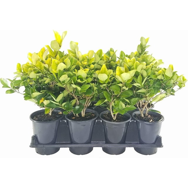 Ligustrum Japonicum Howardi - 3 Live Quart Size Plants - Privet ...