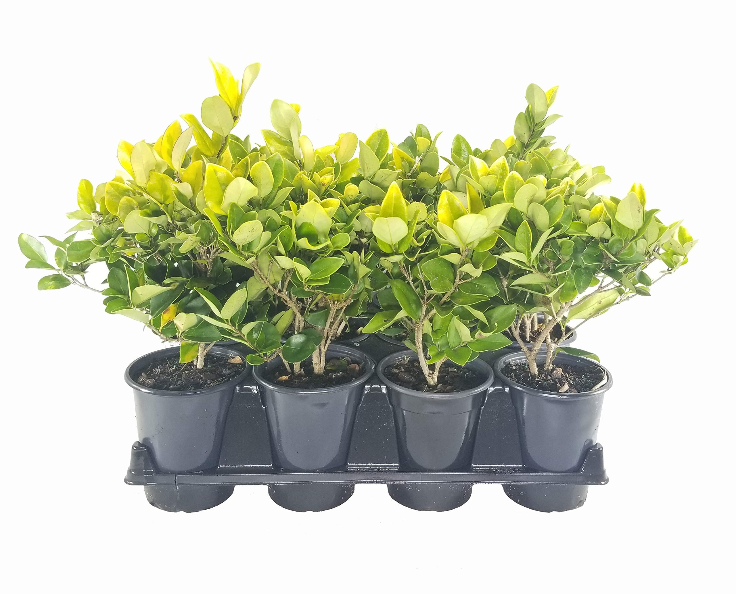 Ligustrum Japonicum Howardi - 3 Live Quart Size Plants - Privet ...
