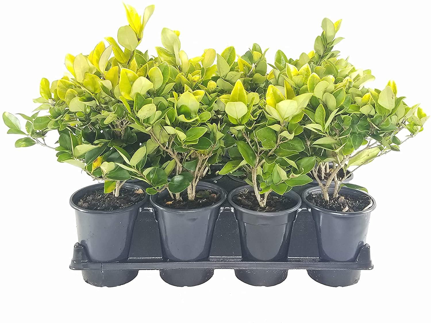 Ligustrum Japonicum Howardi - 5 Live Quart Size Plants - Privet ...