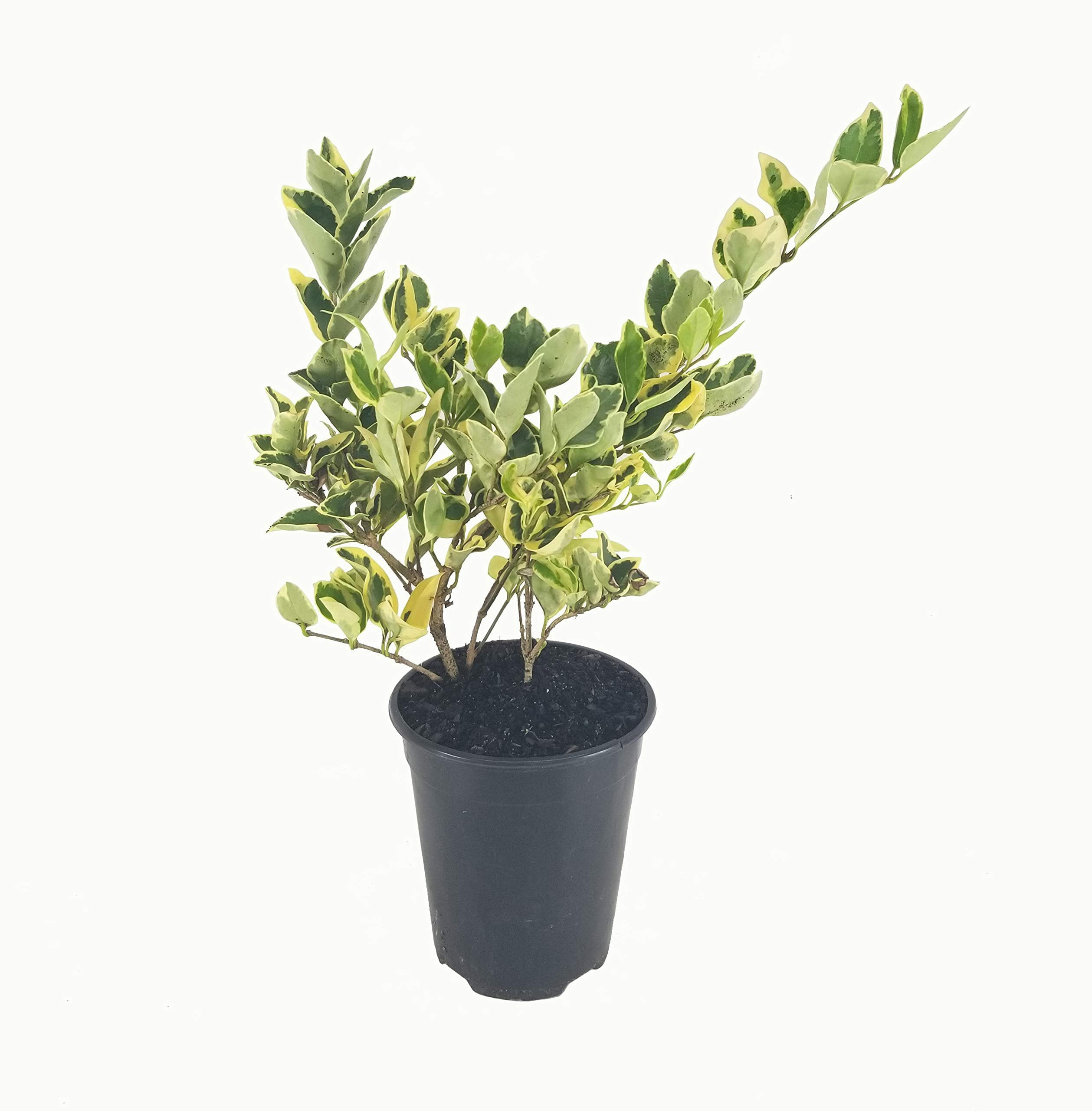 Ligustrum Japonicum Jack Frost Privet - 12 Live Quart Size Plants ...