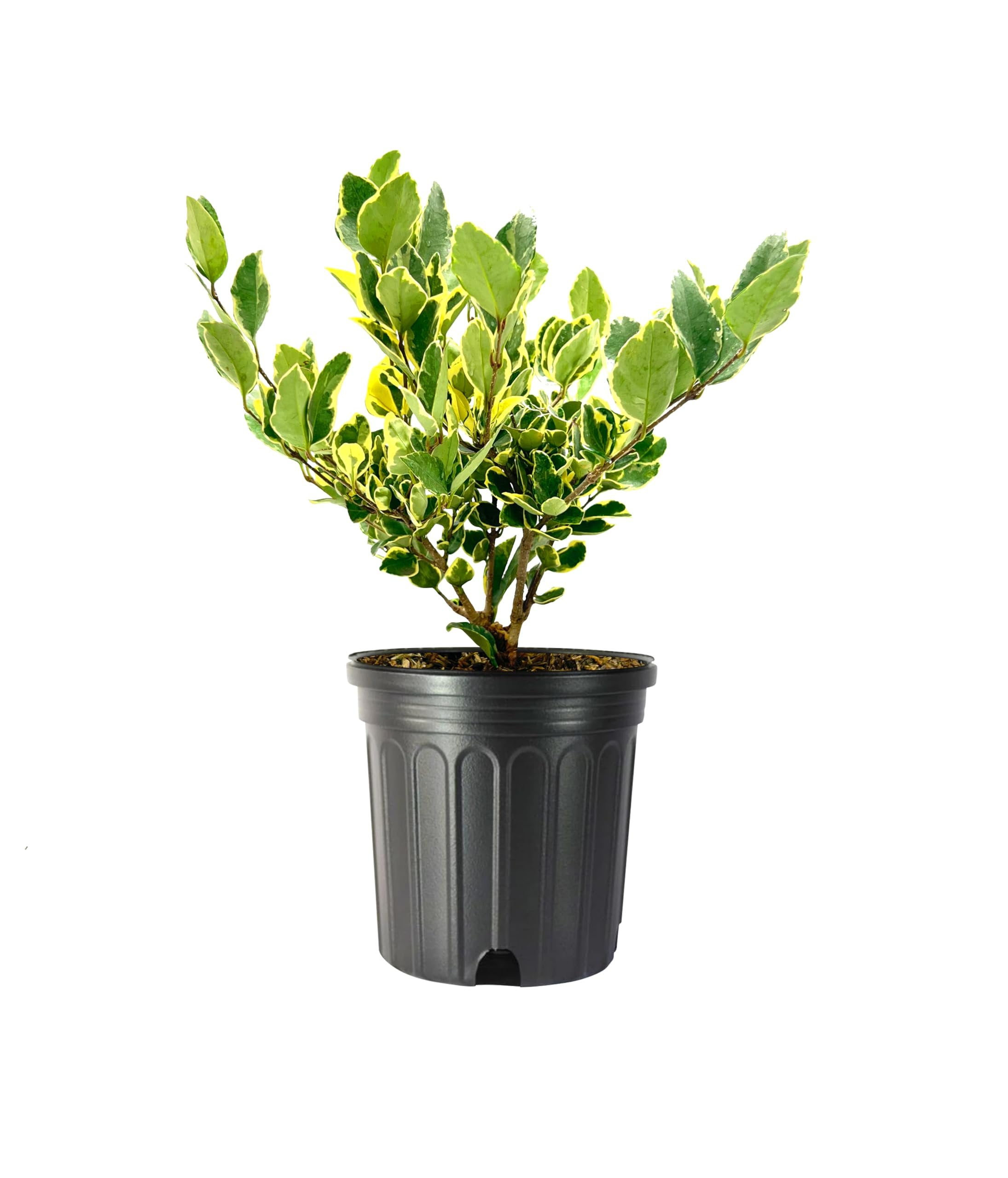 Ligustrum Japonicum Jack Frost Privet 2 Large Gallon Size Plants I Live ...