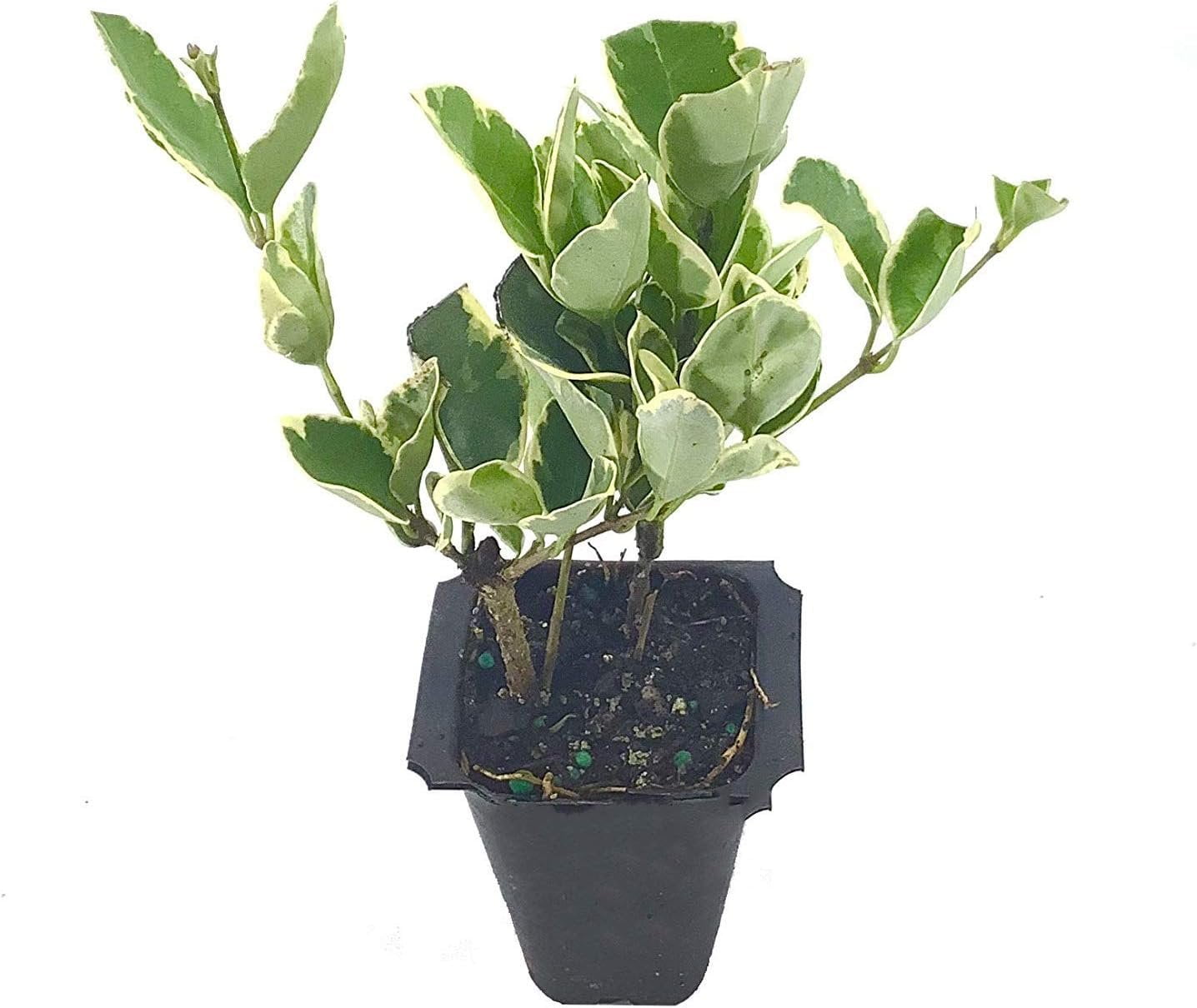 Ligustrum Japonicum Jack Frost Privet - 3 Live Plants - Variegated ...