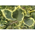 Ligustrum Japonicum Jack Frost Privet - Live Plants - Variegated ...