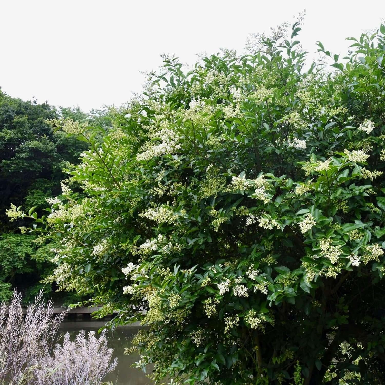 Ligustrum Lucidum Waxleaf 2 Extra Large 3 Gallon Plants Lustrous Garden ...