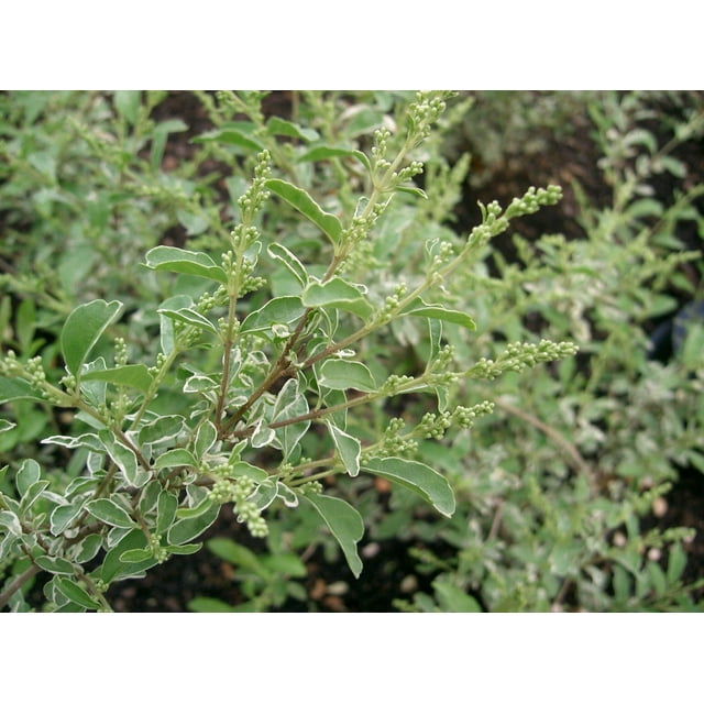 Ligustrum Sinense Variegated - 10 Live Plants - Chinense Privet Sinense ...