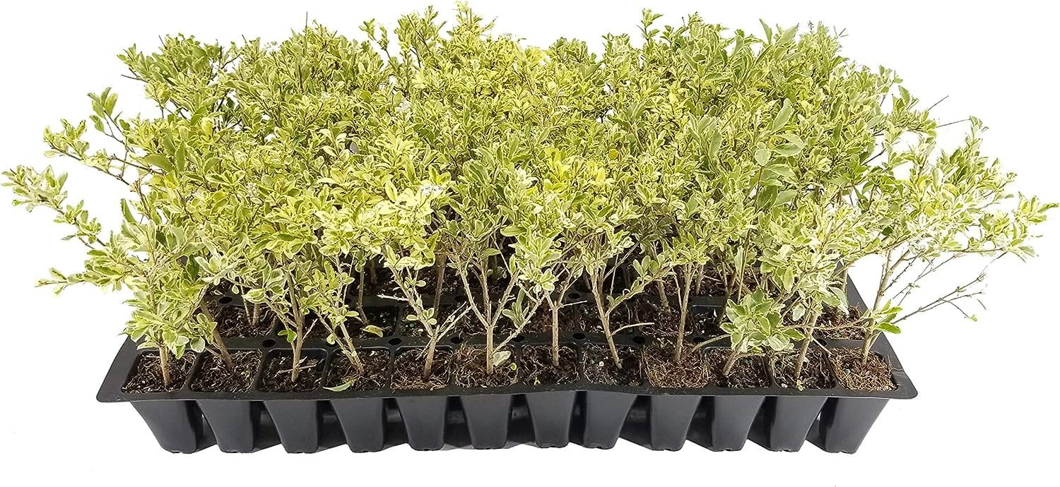 Ligustrum Sinense Variegated - 40 Live Plants - Chinense Privet Sinense ...
