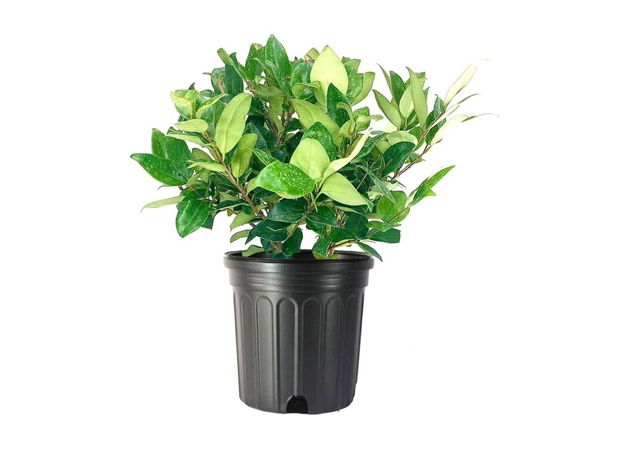 Ligustrum Waxleaf Privet 1 Large Gallon Size Plants Blooming Evergreen ...