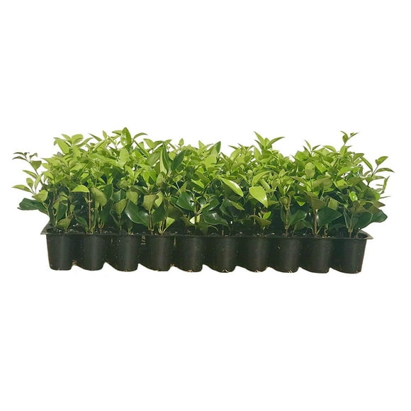 Privet For Sale