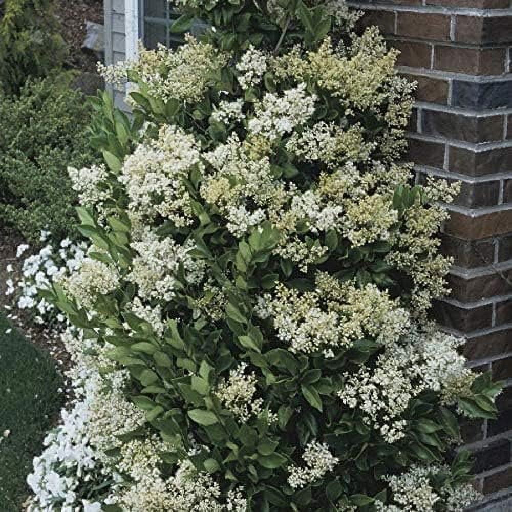 Ligustrum Waxleaf Privet - 3 Live Quart Size Plants - Blooming ...