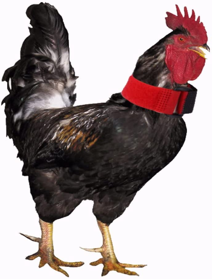 Liho 5Bag No Crow Rooster Collar, Keep Roosters Quiet Noise Neckband ...