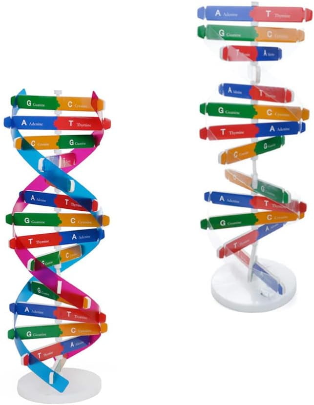 Liho DNA Kit Self Double Helix Model kit Assembling DNA Display Stand ...