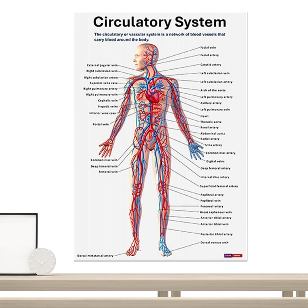 Liilaimic Muscular System Poster 16 Pieces Skeleton Posters ...