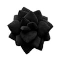 Lil' Pop Succulent® - Black Knight - Walmart.com