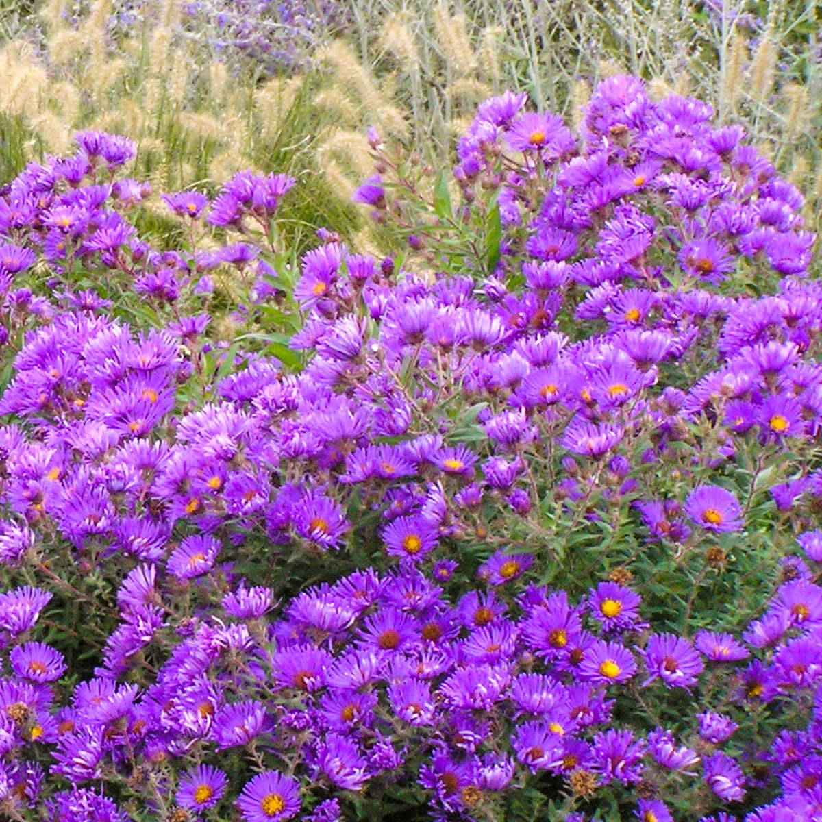 Lilac Blue Flowering Kickin Aster Dormant Bare Root Perennial Stater ...