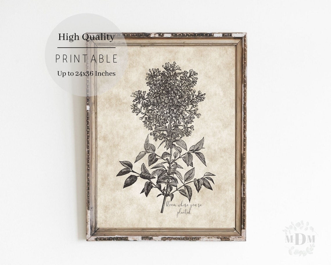 Lilac Botanical Print, Vintage Spring Flower Wall Art Home Decor ...
