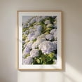 Lilac Hydrangeas Spring Floral Garden Photography - Walmart.com