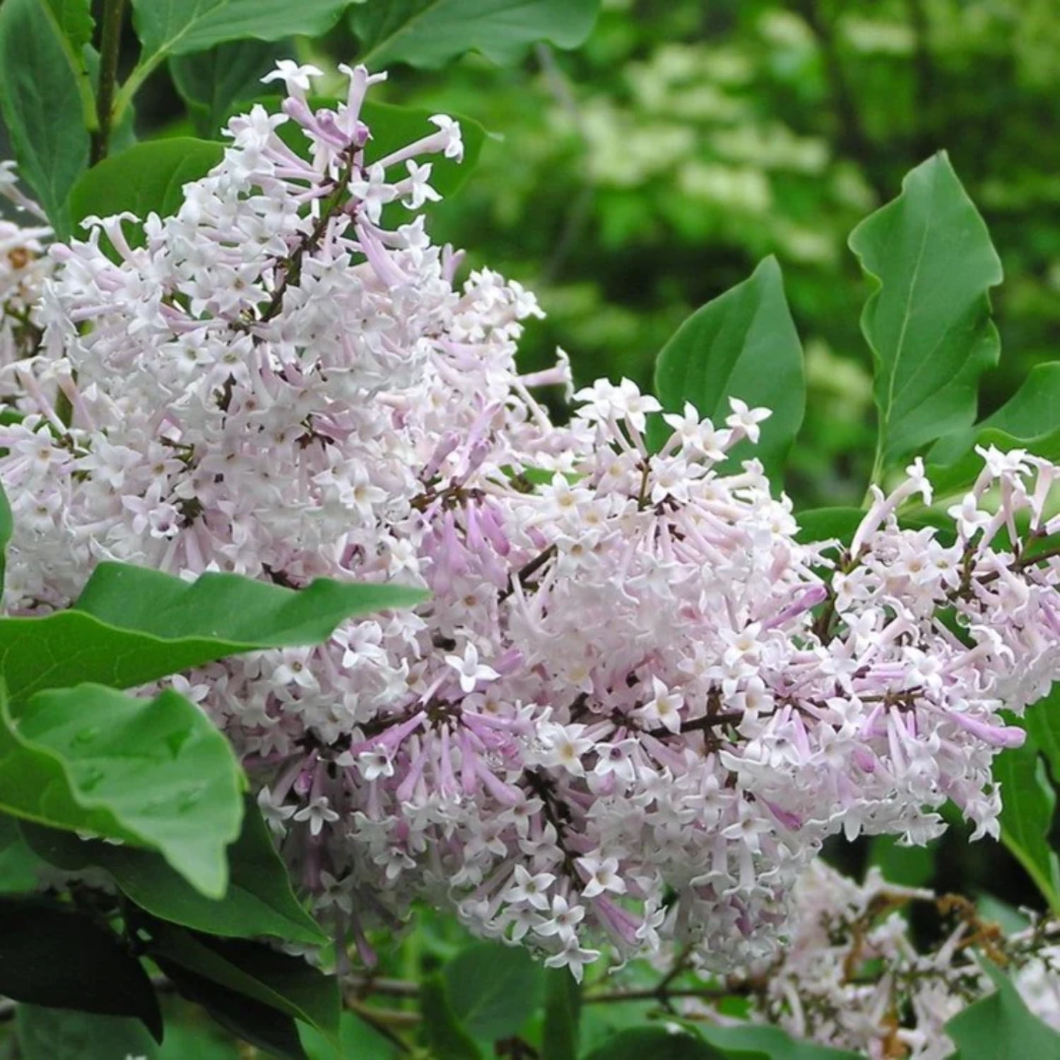Lilac 'Miss Kim' - Walmart.com