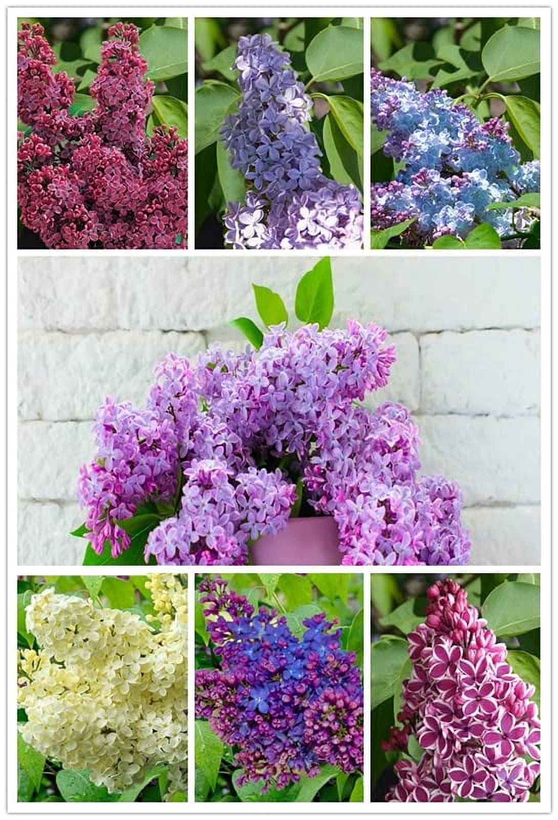 Lilac Seeds Perennial Flower Garden Tree Bush Shrub Seeds 75 Seeds C21 ...
