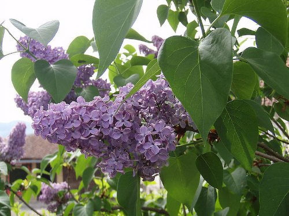 Seed Kingdom 700 Lilac Syringa Vulgaris Flower Seeds - Walmart.com