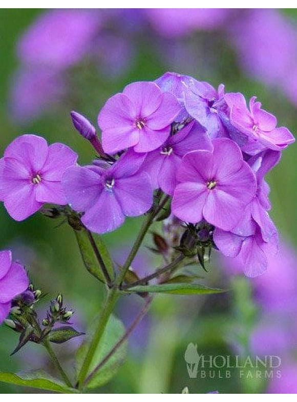 Phlox Plants in Perennials - Walmart.com