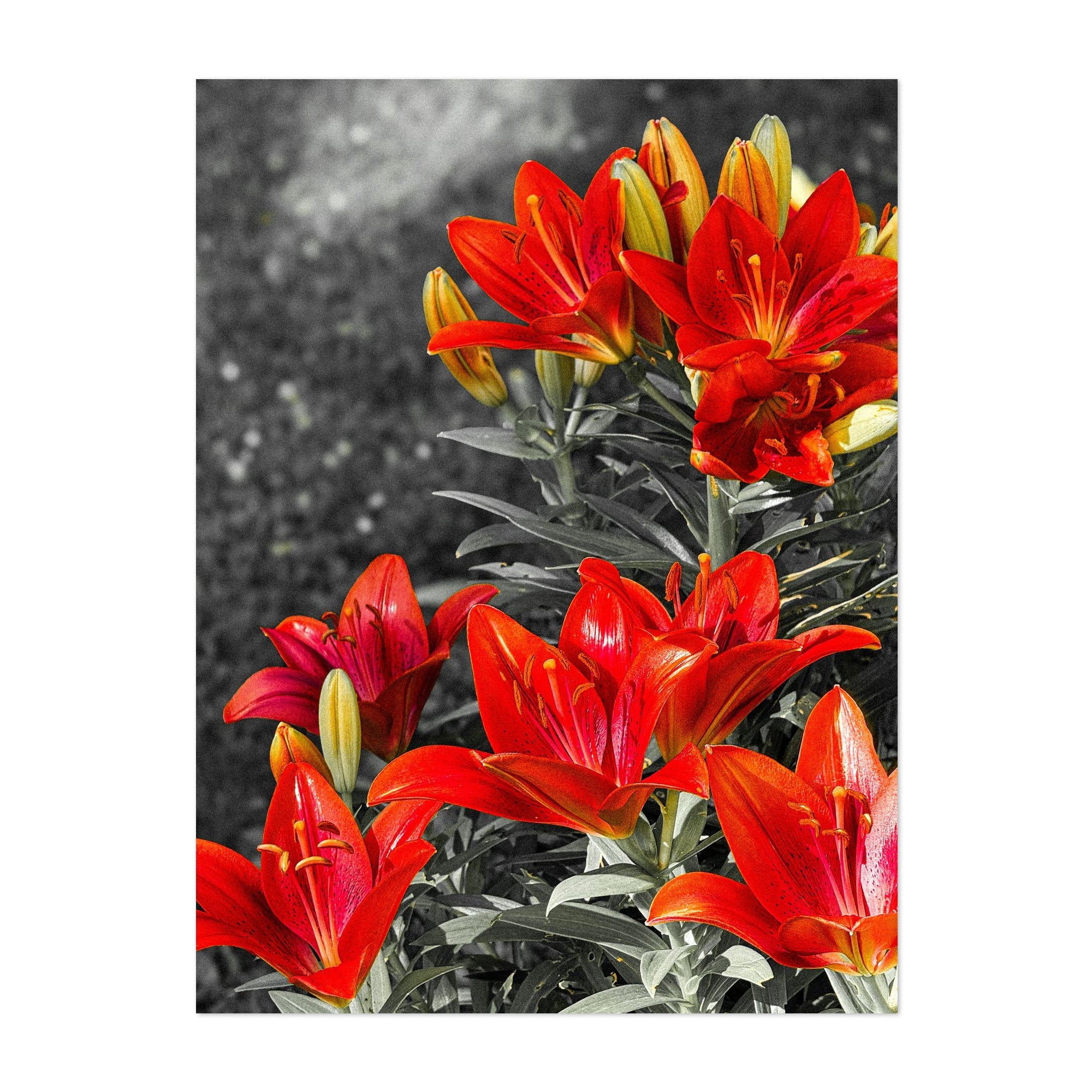 Lilies in a Heat Wave - Kingston New York Photography Flowers Floral ...