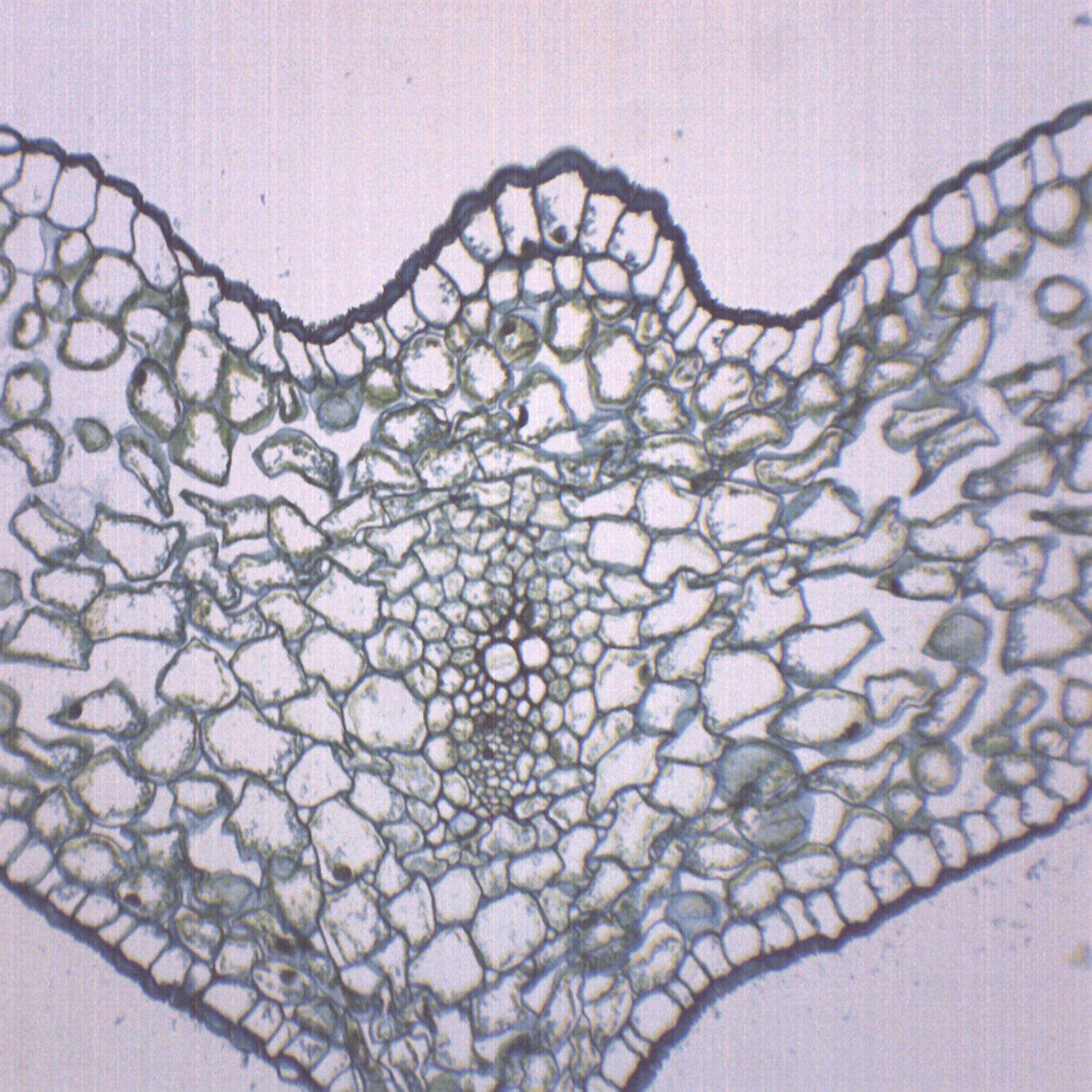 Lilium Leaf, Cross Section - Prepared Microscope Slide - 75 x 25mm - Biology & Microscopy ...