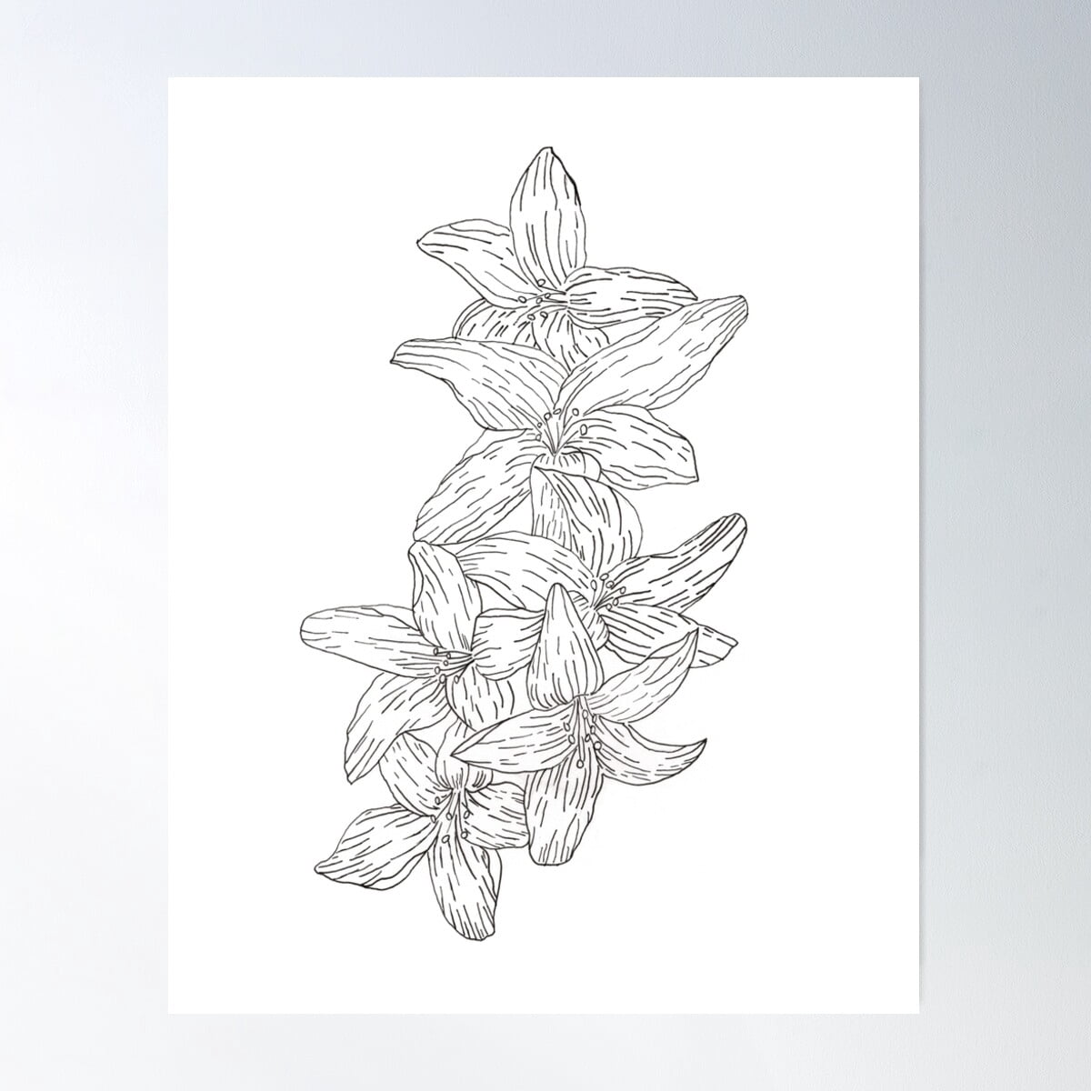 Lilly Drawings , Hand Drawn Ink Lilly Poster Wall Art, Modern Wall ...