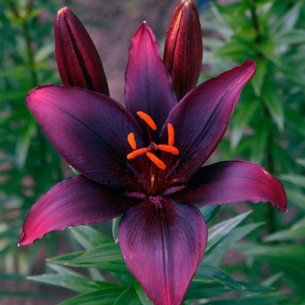 Lily-/Asian lily/Fast growth/Beautiful Garden Decoration/Surprising ...