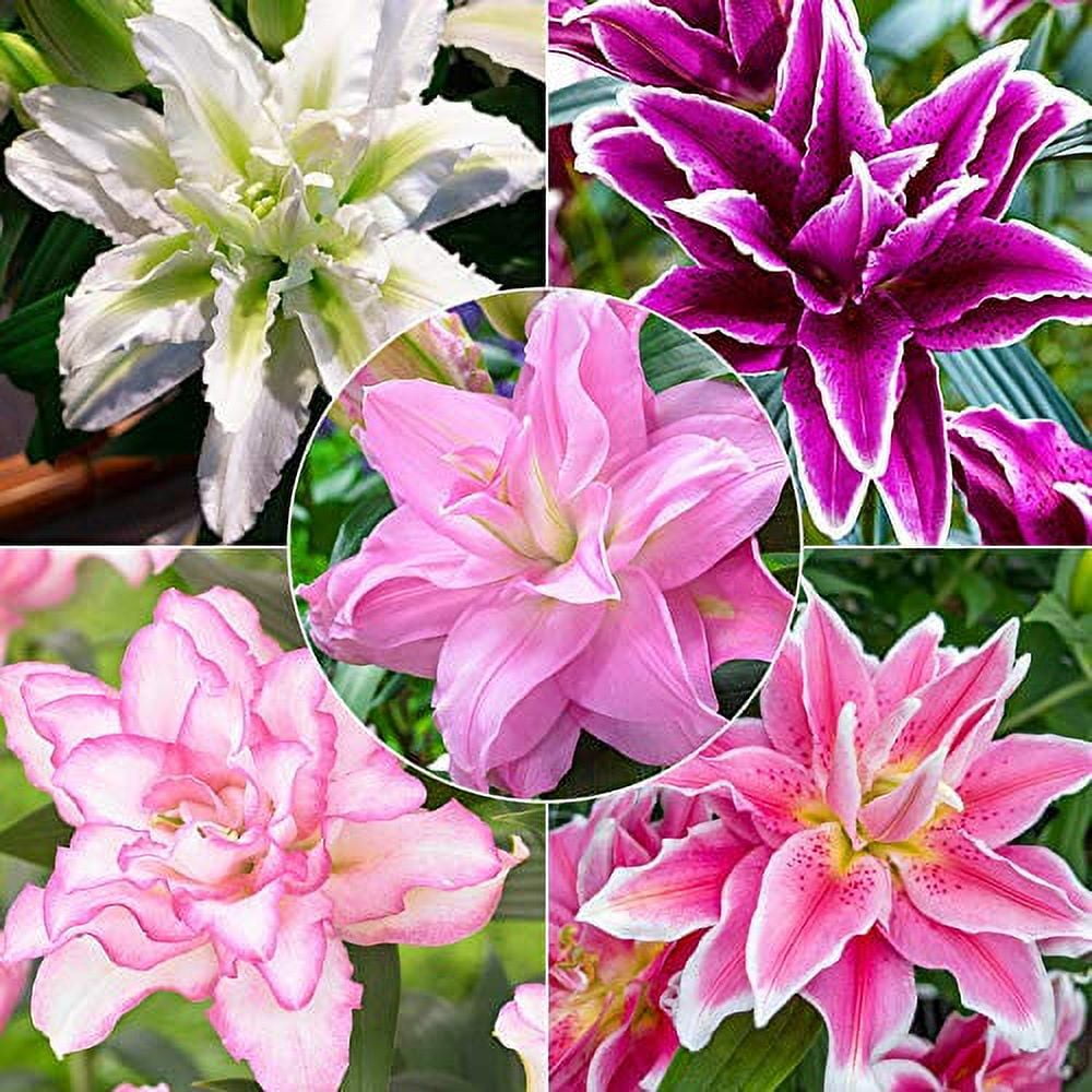 Lily Bulbs - 5 Mixed Roselily Bulbs - Walmart.com