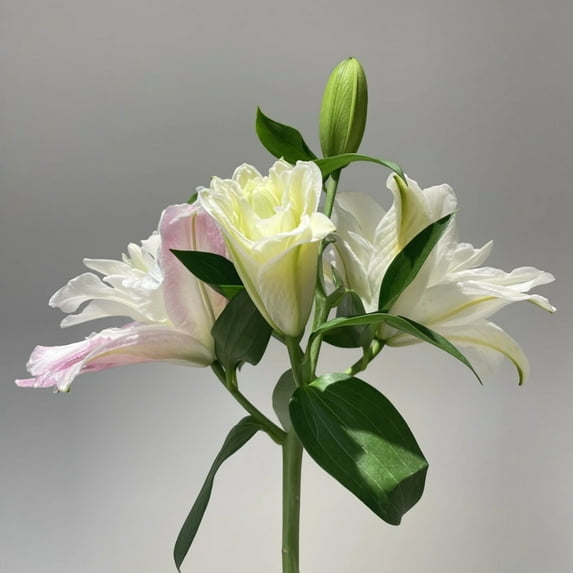 Lily-Bulbs - For Planting - Garden Elegance Decoration - Premium Garden ...