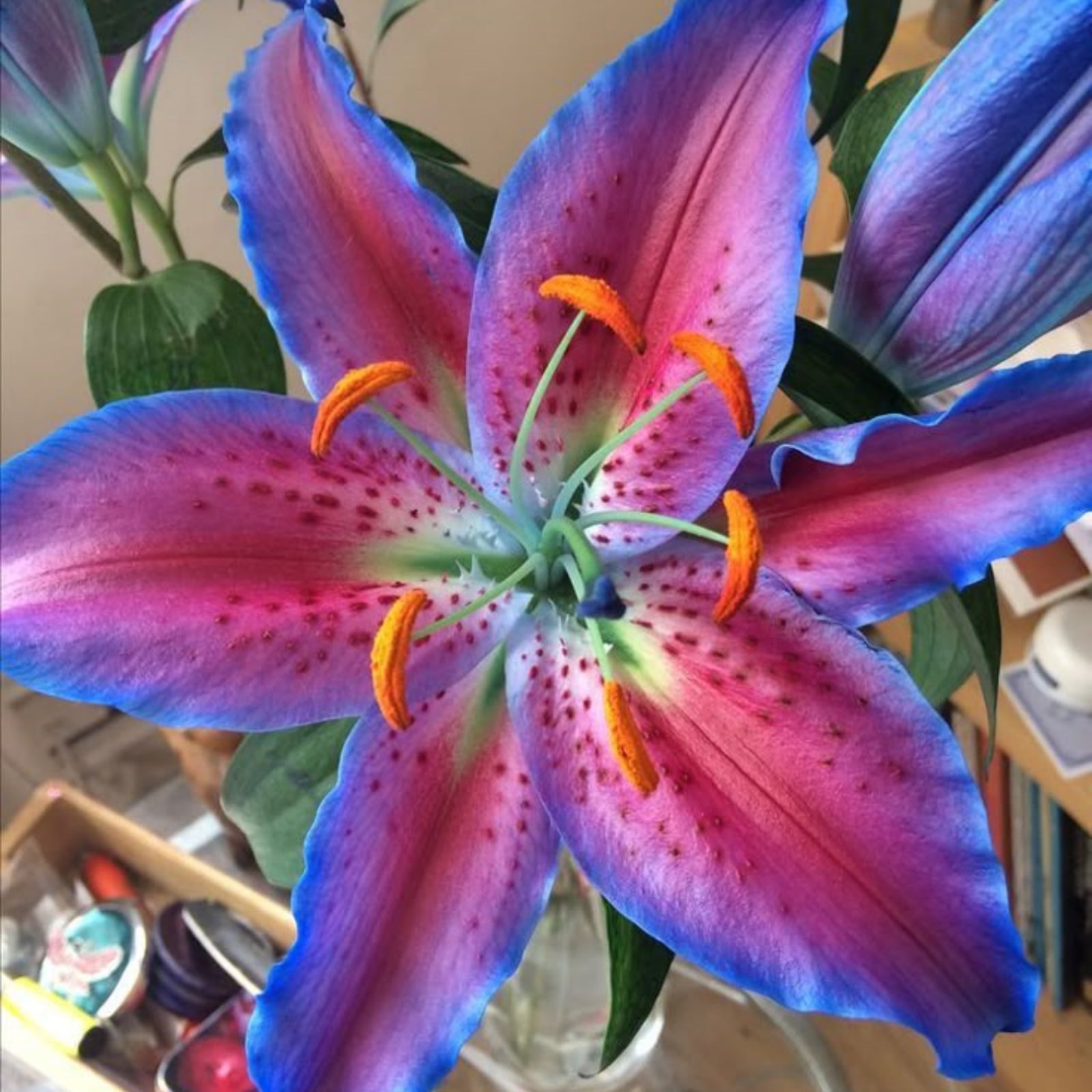 Lily Bulbs, Garden Plants, Flower Bed Plants, Summer Flowering, Cut ...