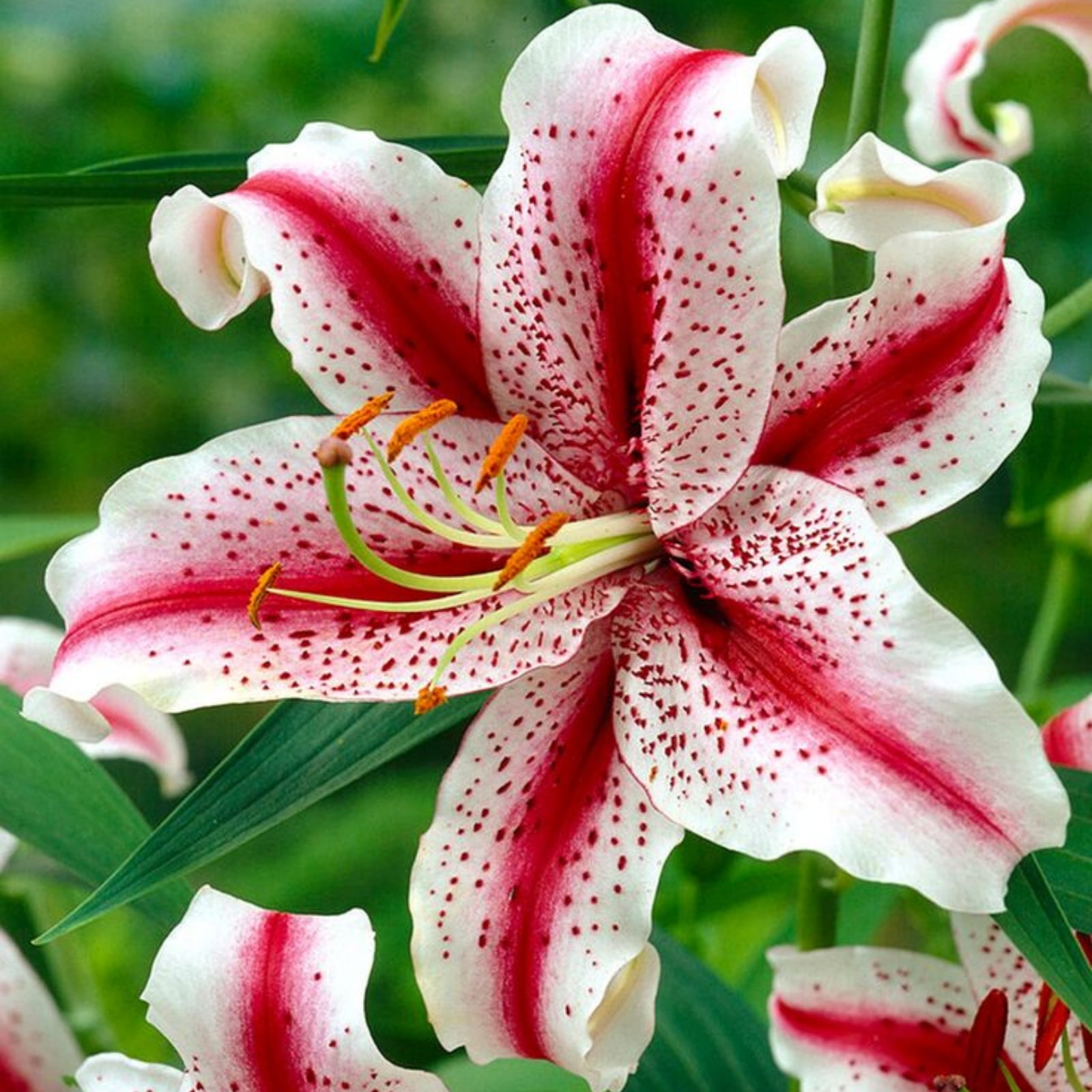 Lily Bulbs, Garden Plants, Flower Bed Plants, Summer Flowering, Cut ...