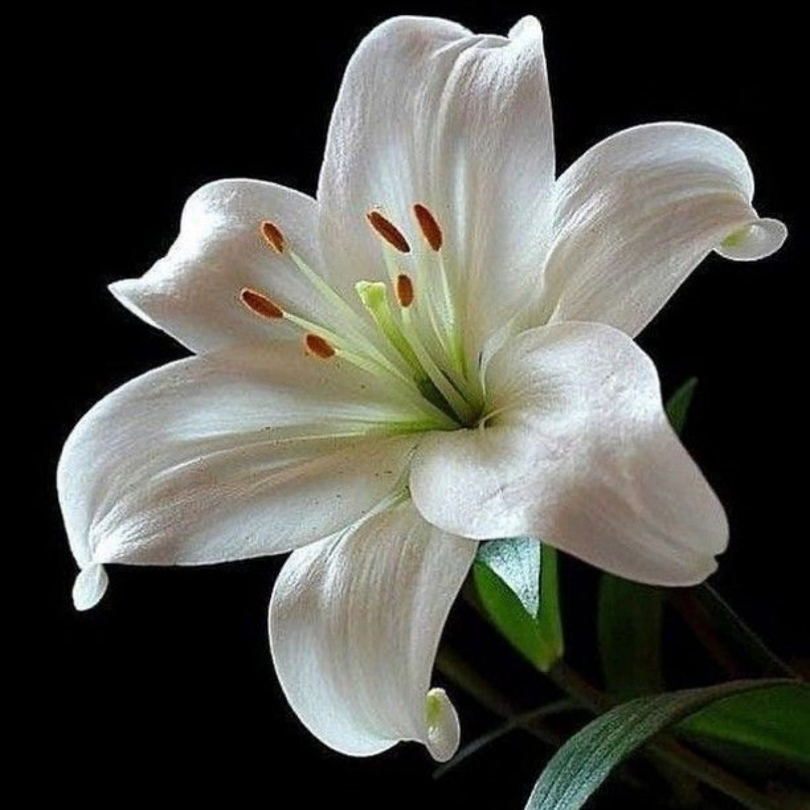 Lily Bulbs, Garden Plants, Flower Bed Plants, Summer Flowering, Cut ...