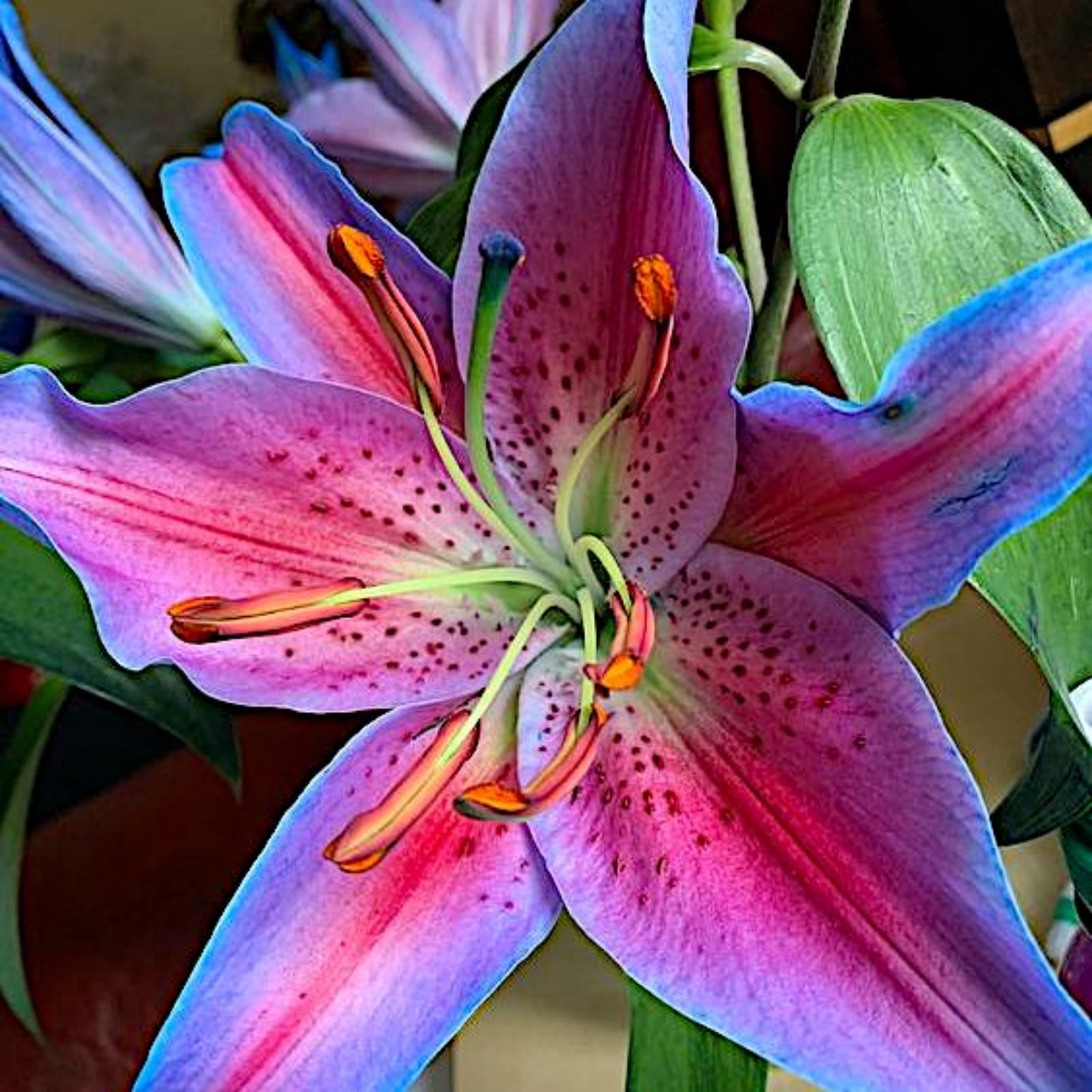 Lily Bulbs, Garden Plants, Flower Bed Plants, Summer Flowering, Cut ...