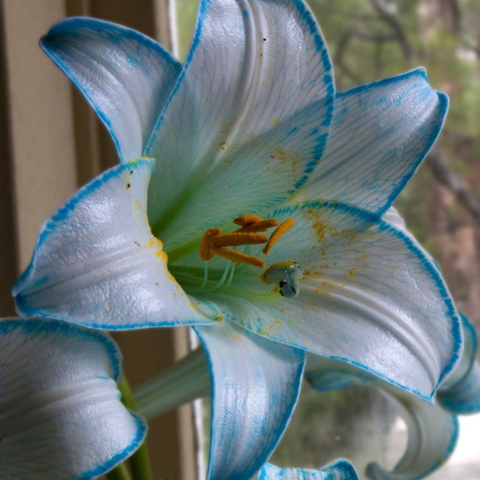 Lily Bulbs, Garden Plants, Summer Flowering, Cut Lilies, Bedding Plants ...