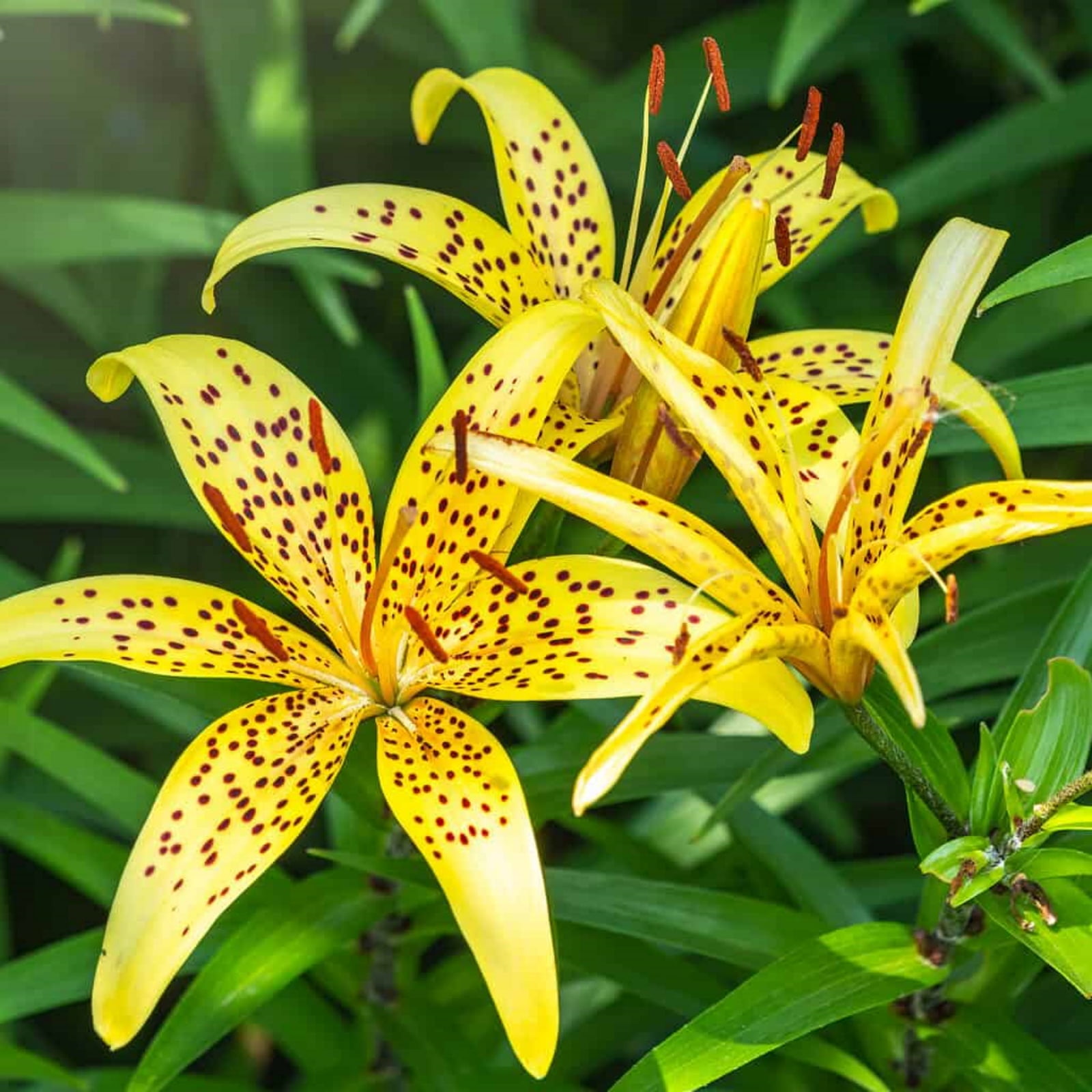 Lily Bulbs, Garden Plants, Summer Flowering, Cut Lilies, Flower Bed ...