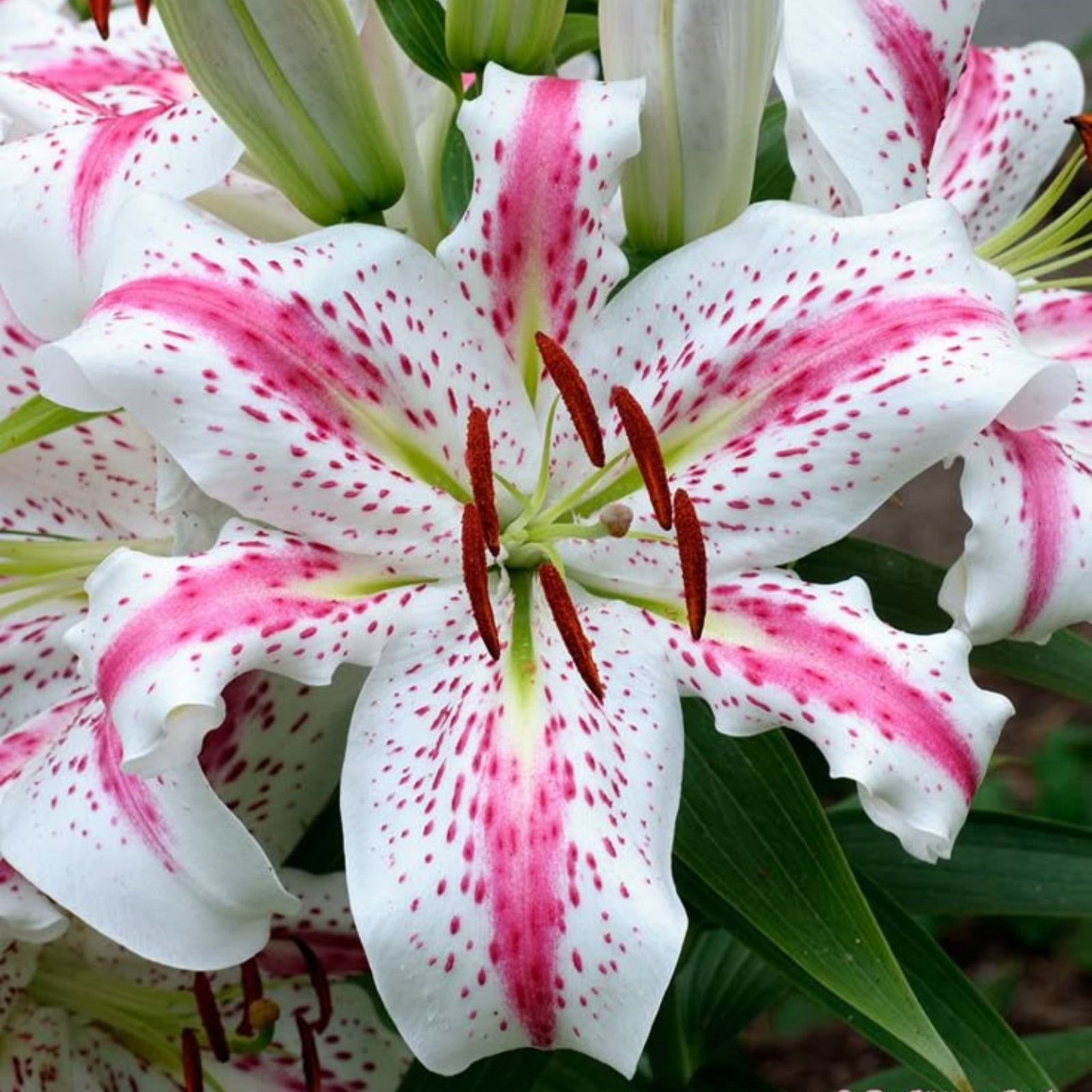 Lily Bulbs, Garden Plants, Summer Flowering, Cut Lilies, Flower Bed ...