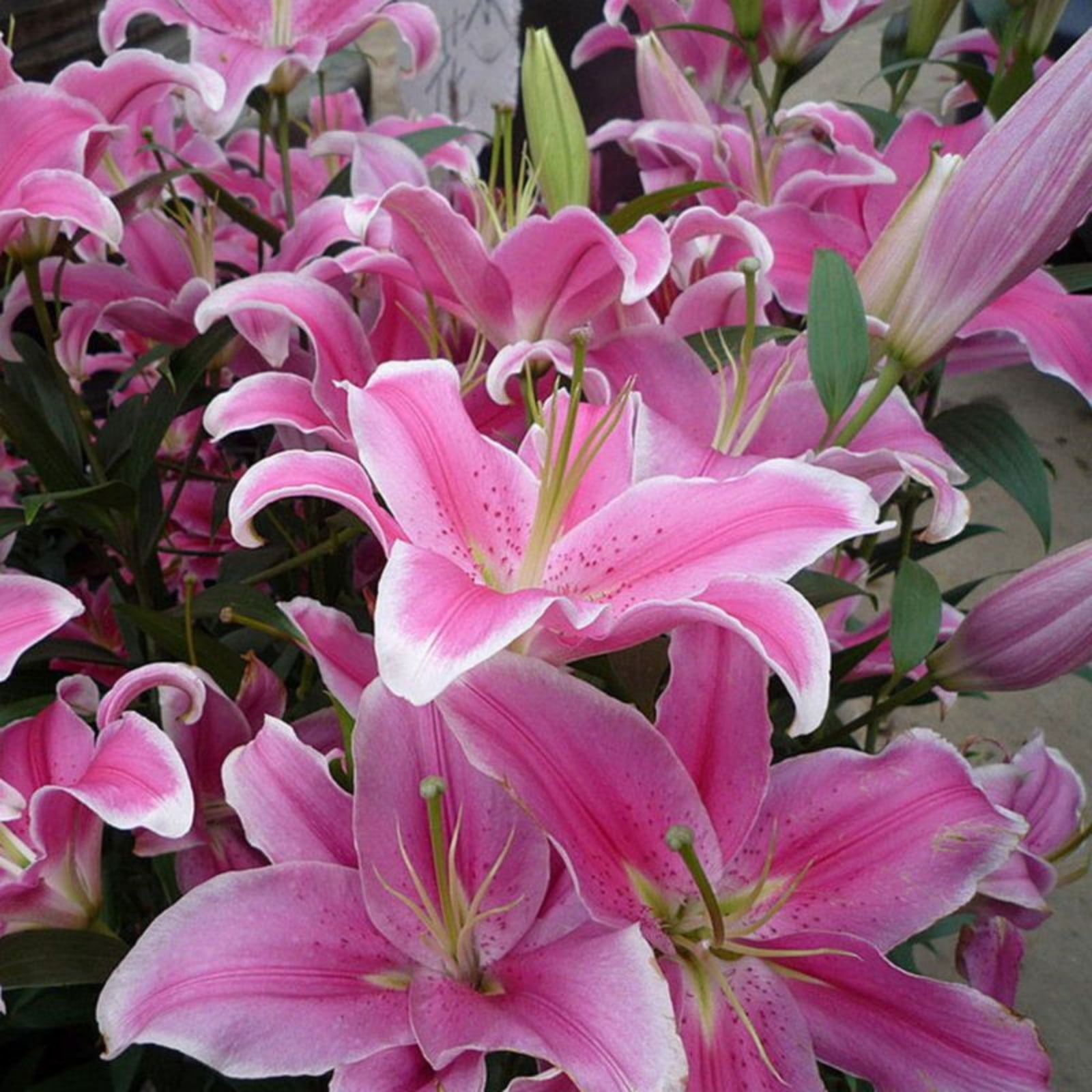 Lily Bulbs, Garden Plants, Summer Flowering, Cut Lilies, Garden ...