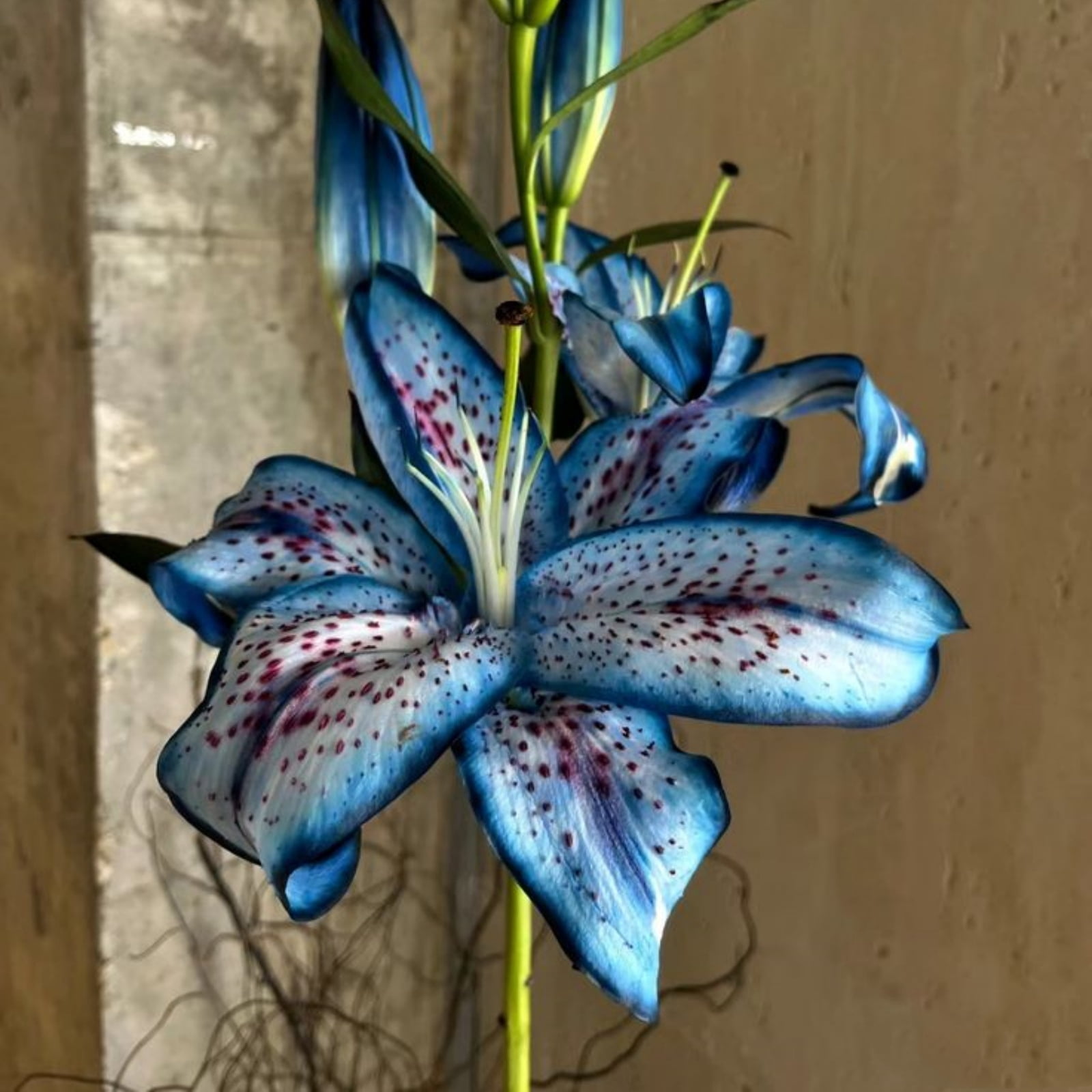 Lily Bulbs, Garden Plants, Summer Flowering, Simple And Beautiful ...