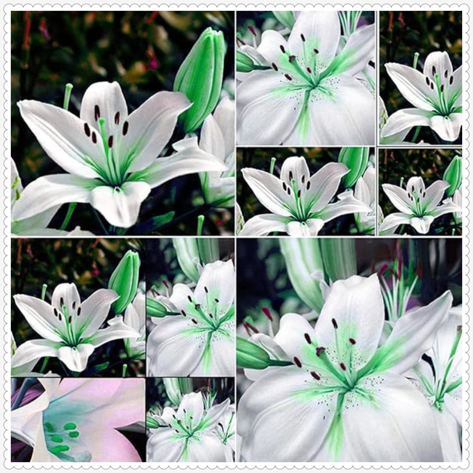 Lily Bulbs Planting,Ornamental,Tiger Lily Bulbs For Sale,Garden,Attractive,Experience,Perennial ...