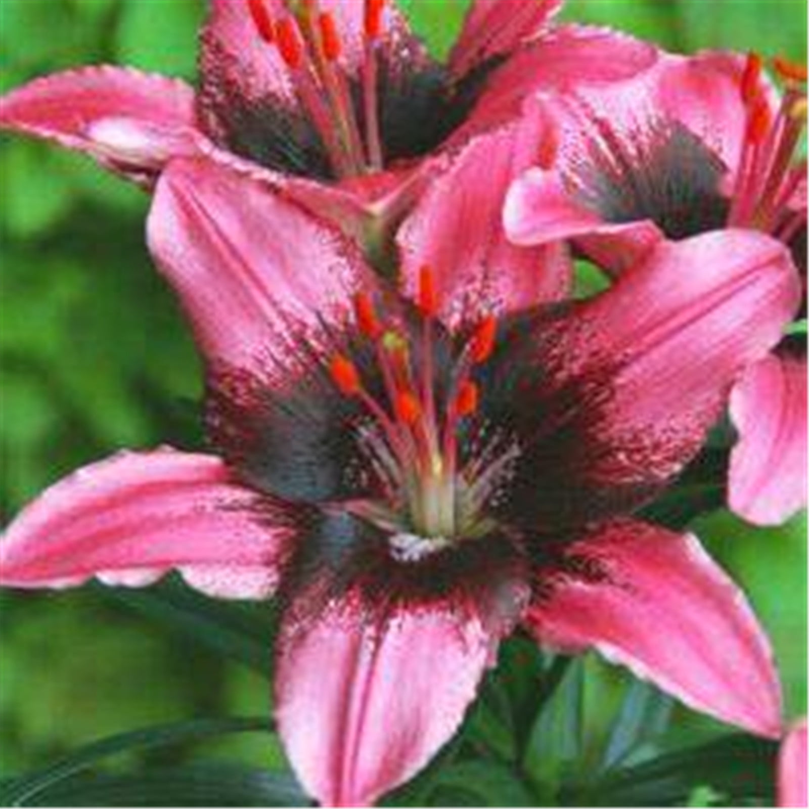 Lily Bulbs-Rich colors-Garden Plants-Bedding Plants-(Bloom Year After ...
