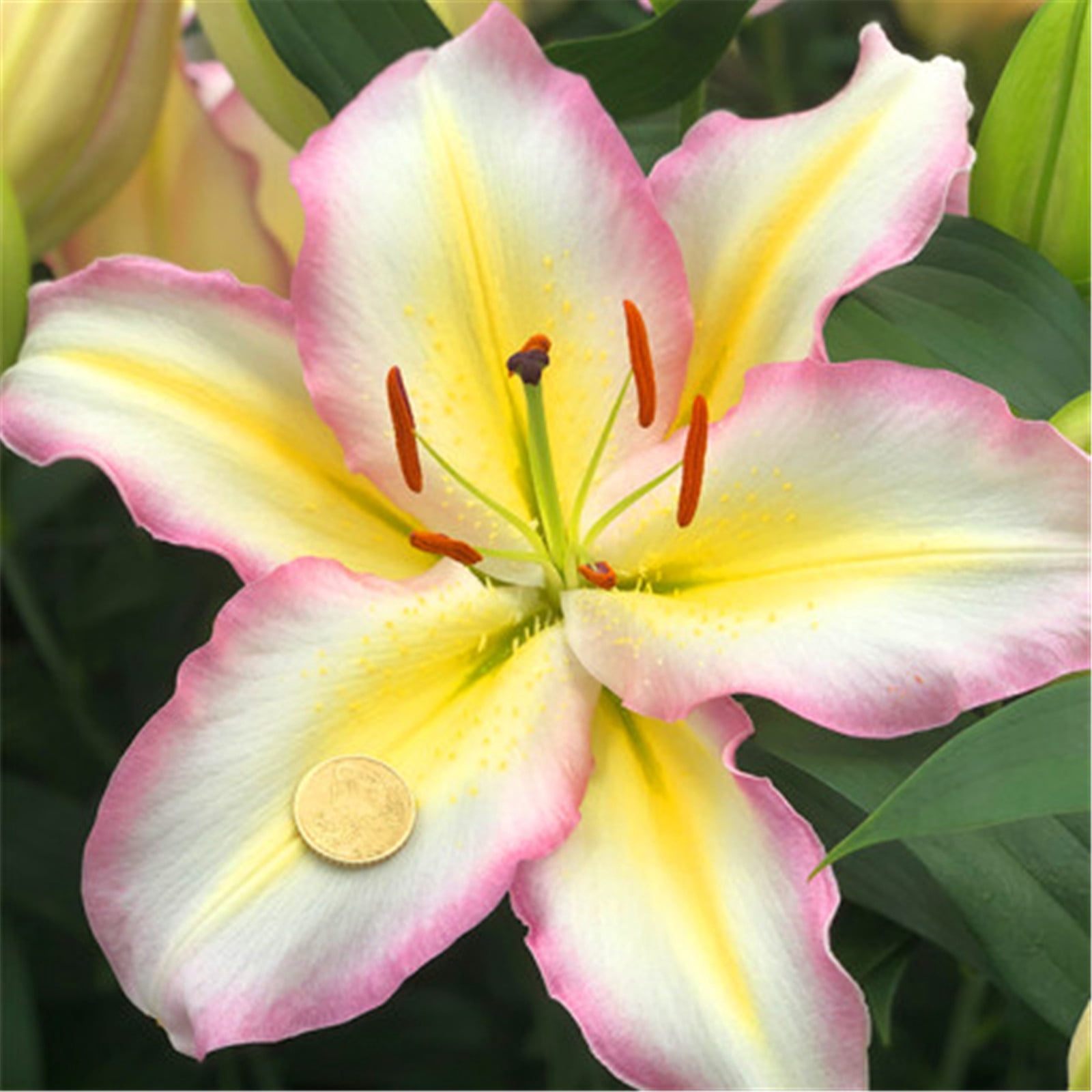 Lily Bulbs-Rich colors-Garden Plants-Bedding Plants-(Bloom Year After ...