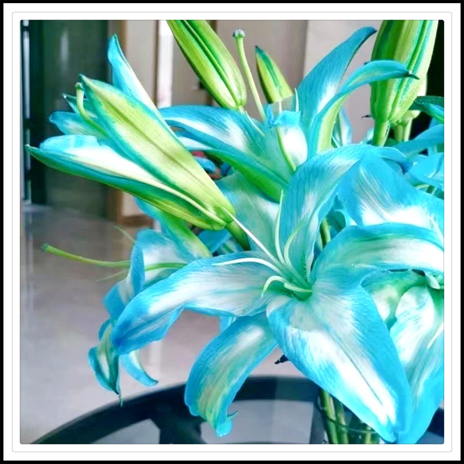 Lily Bulbs for Planting, Mixed Color - Lily Flower Bulbs, Fresh Dug and ...